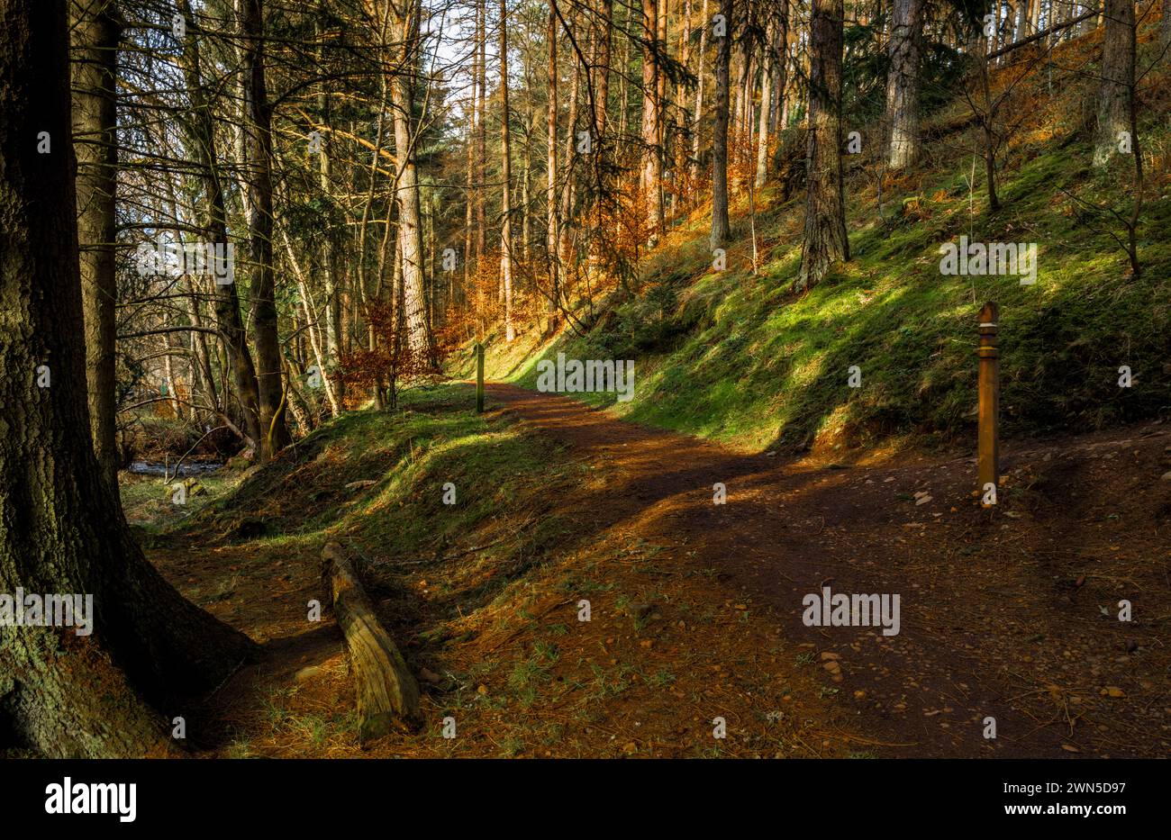 Forestry scotland borders hi-res stock photography and images - Alamy