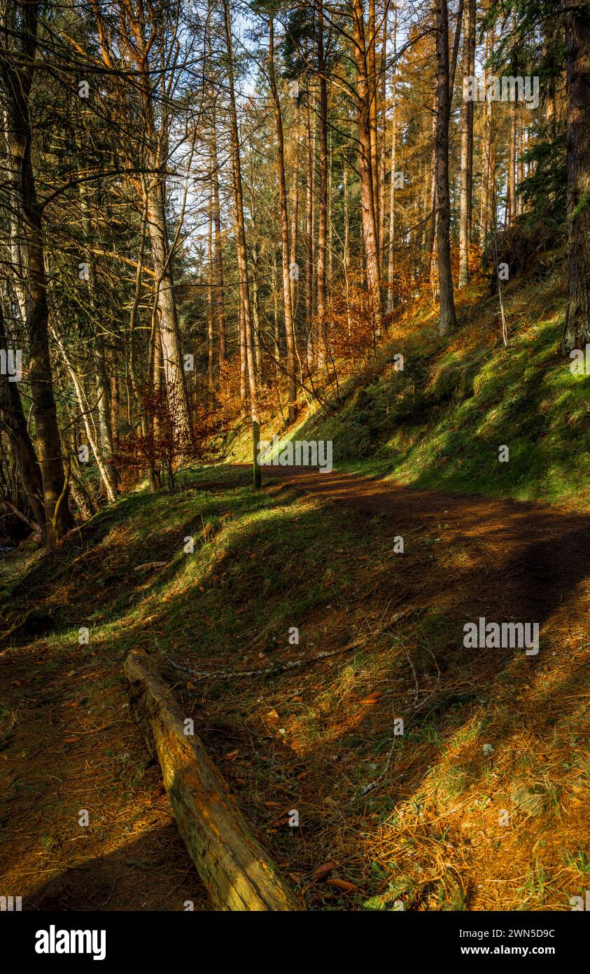 Cardrona Forest in the Scottish Borders near Peebles Stock Photo - Alamy