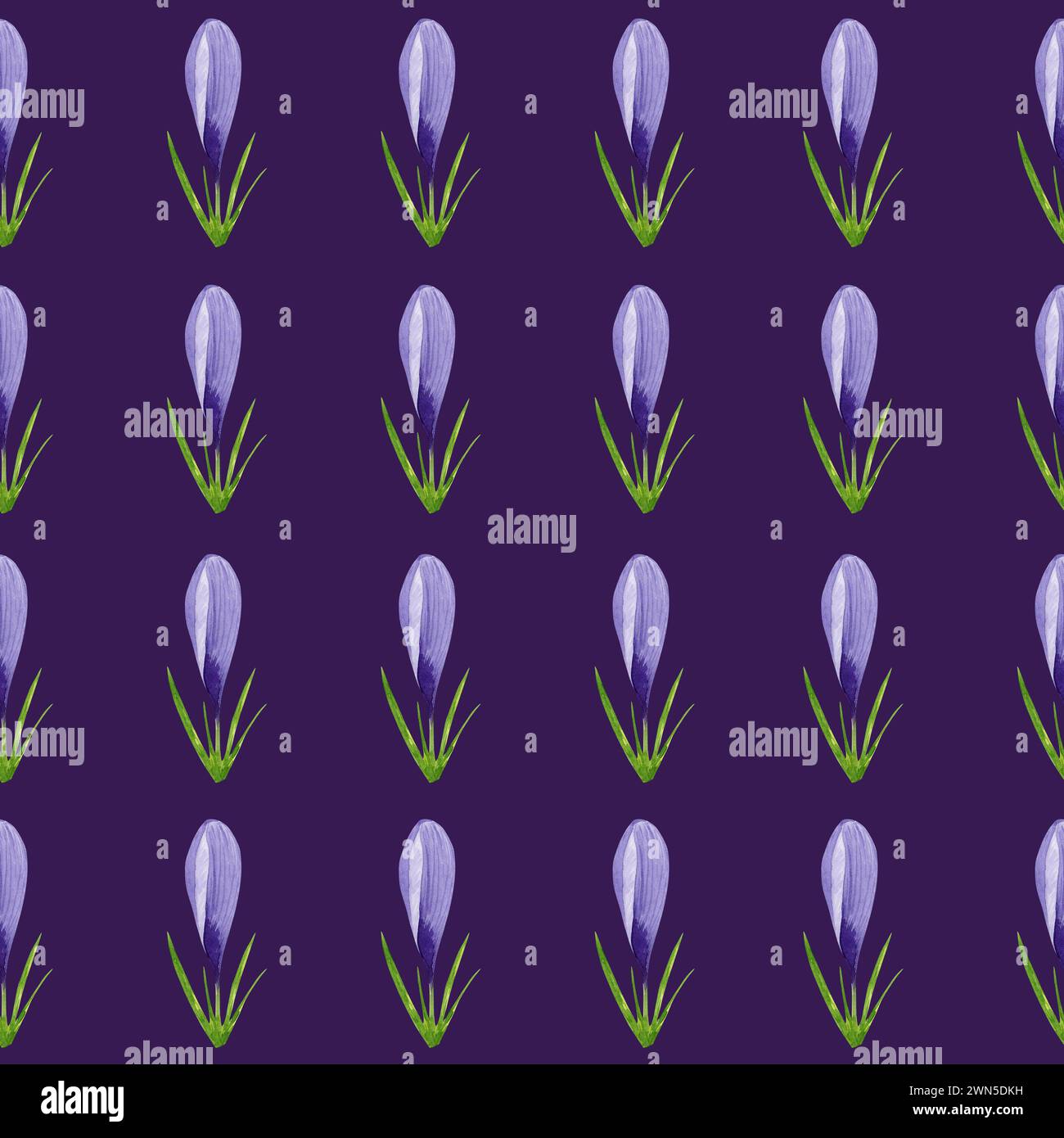 Watercolor spring crocuses seamless pattern, spring flower digital paper on purple background ...