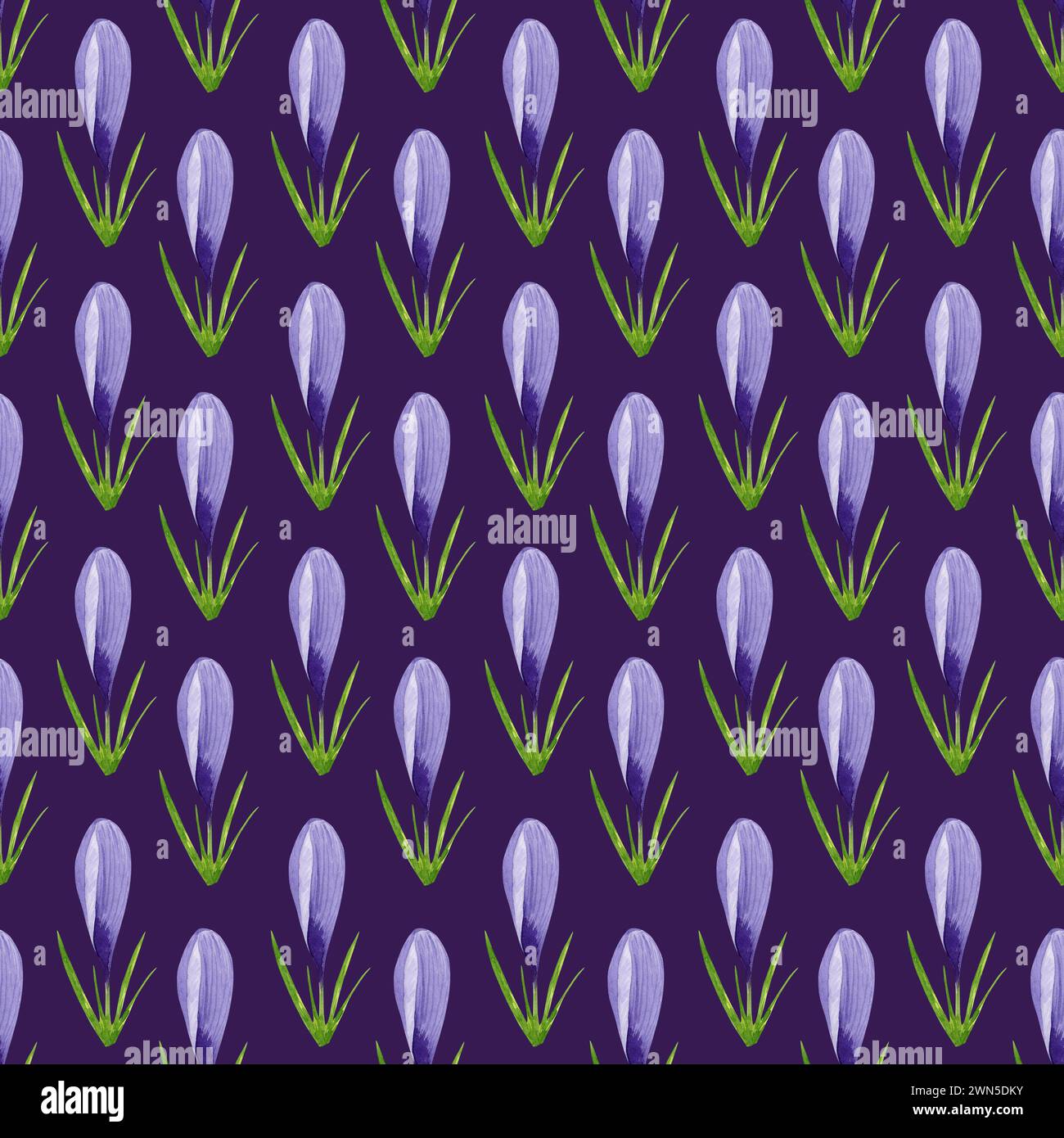 Watercolor spring crocuses seamless pattern, spring flower digital paper on purple background ...