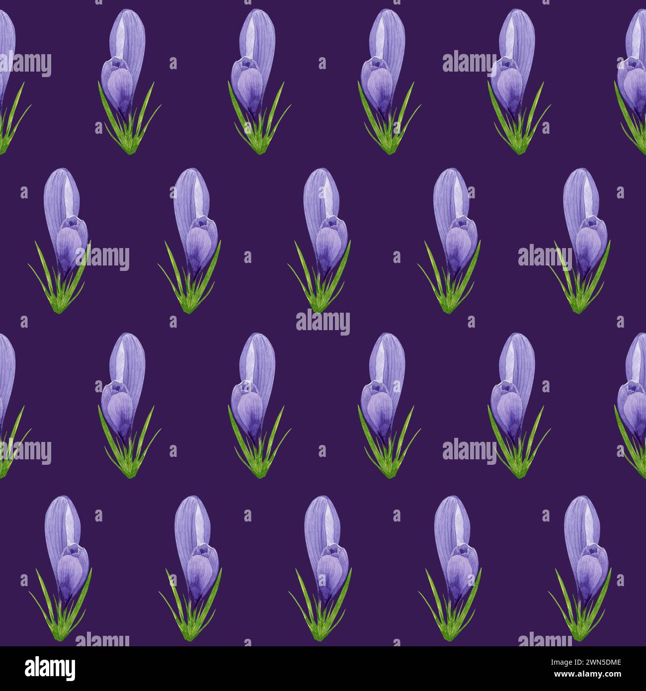 Watercolor spring crocuses seamless pattern, spring flower digital paper on purple background ...