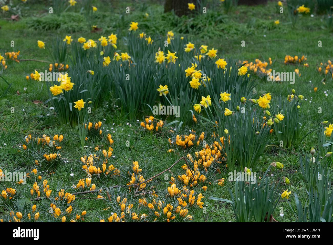 Henley, UK. 28th February, 2024. Pretty yellow daffodils and crocus ...