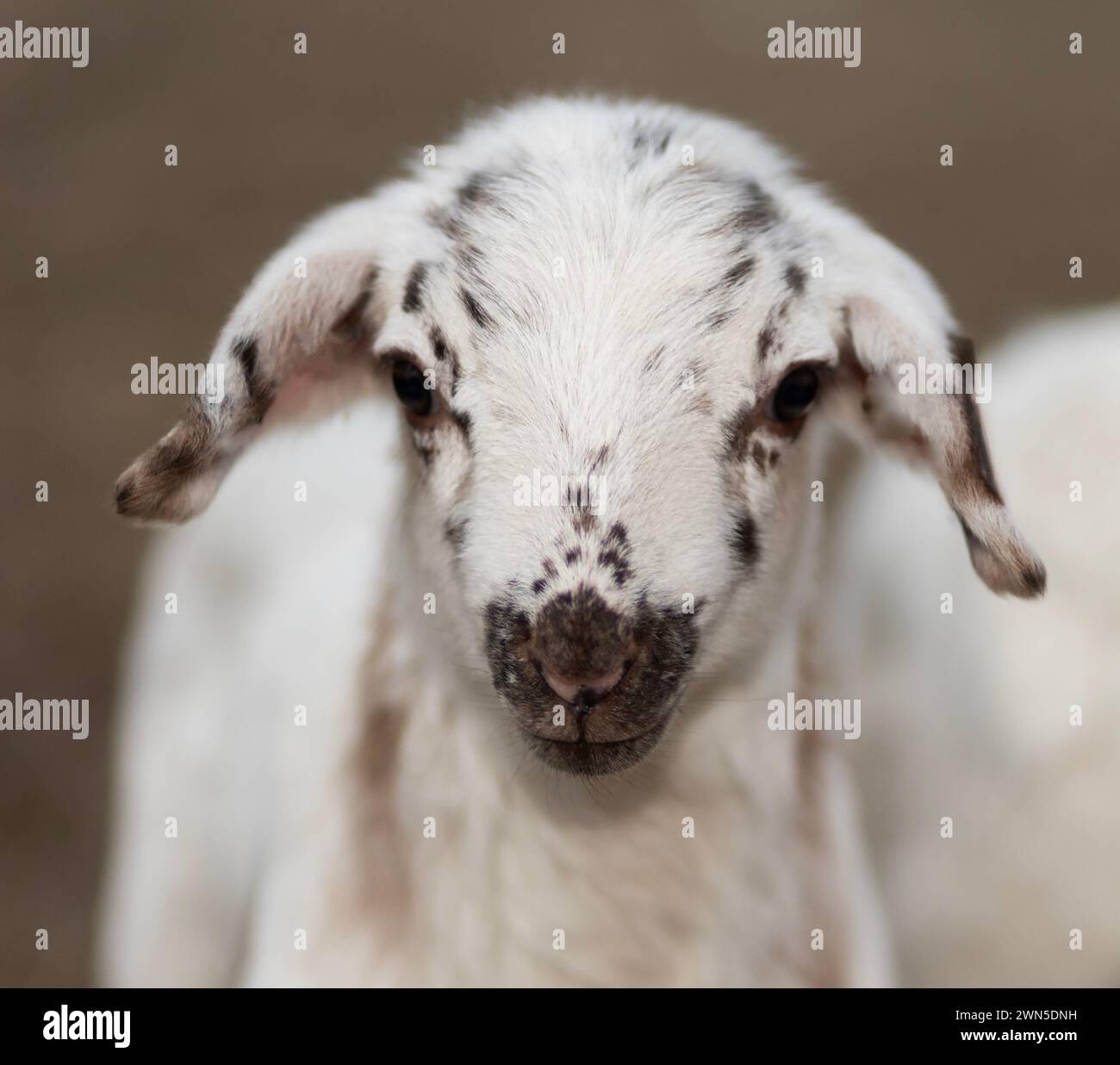 Young sheep lamb with white color and black spots looking directly at ...