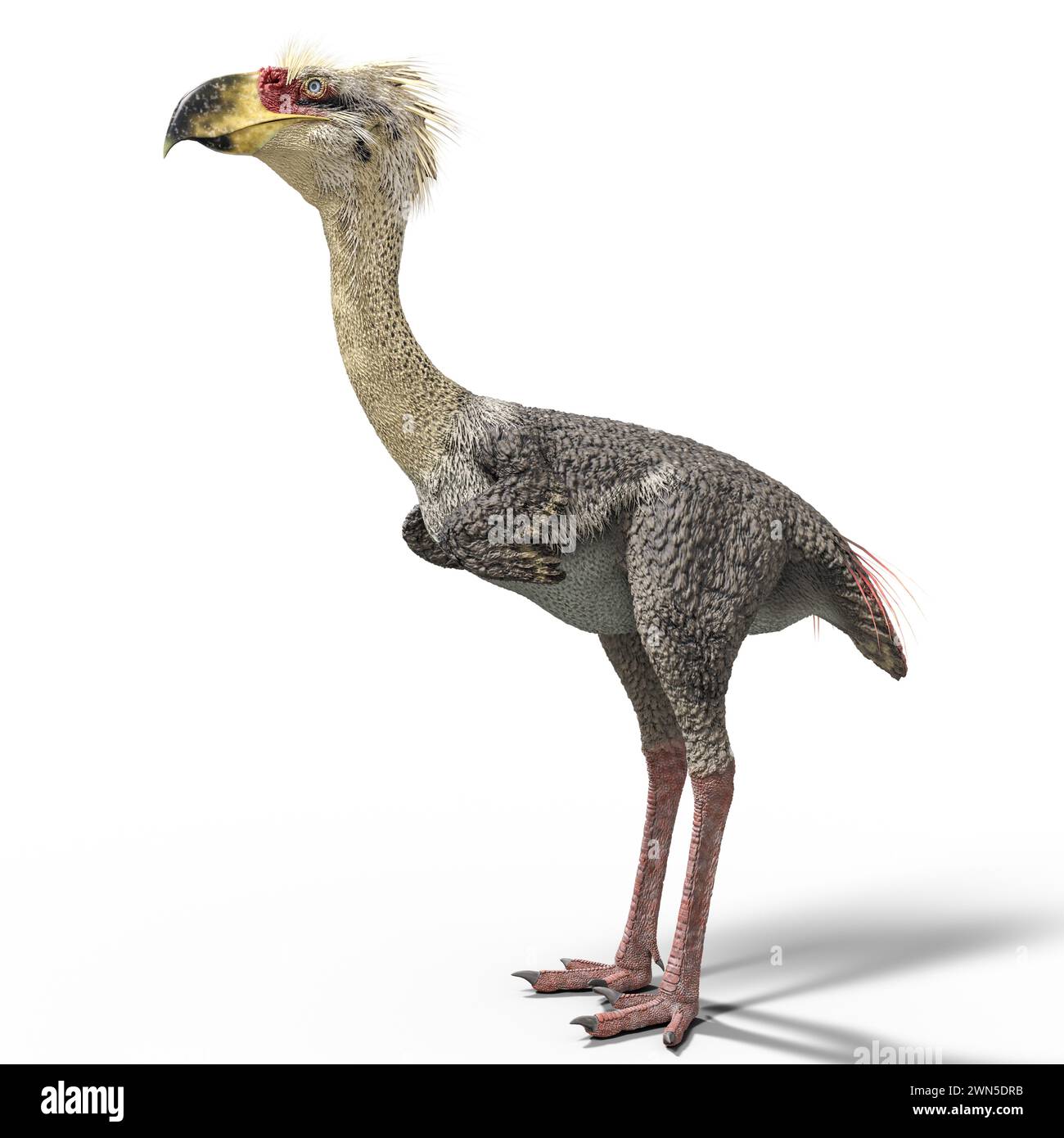 Phorusrhacos is an extinct genus of giant flightless terror birds that ...
