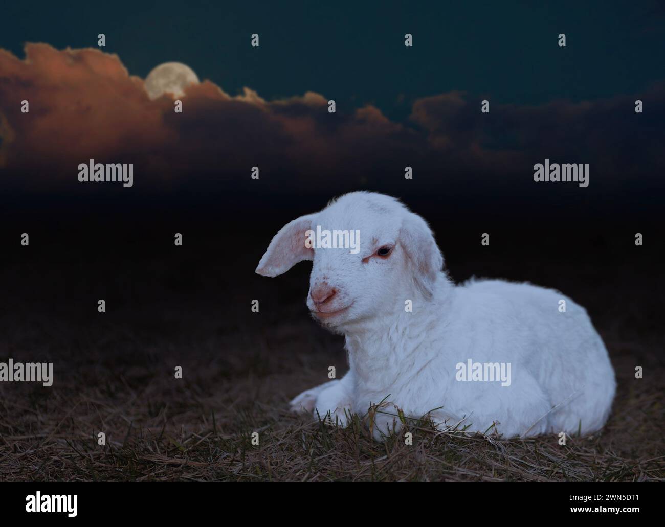 Helpless lamb hi-res stock photography and images - Alamy