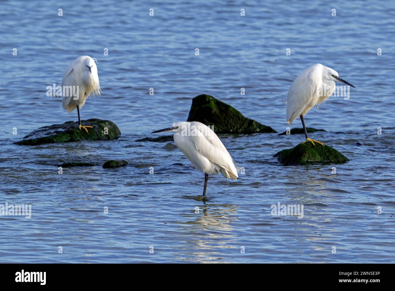 Rocks on the zeeland coast of the netherlands hi-res stock photography ...