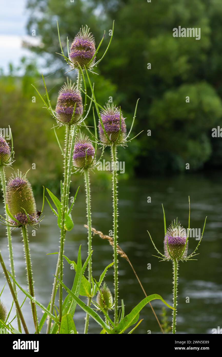 Flowering Wild teasel, Dipsacus fullonum during a summer evening in ...