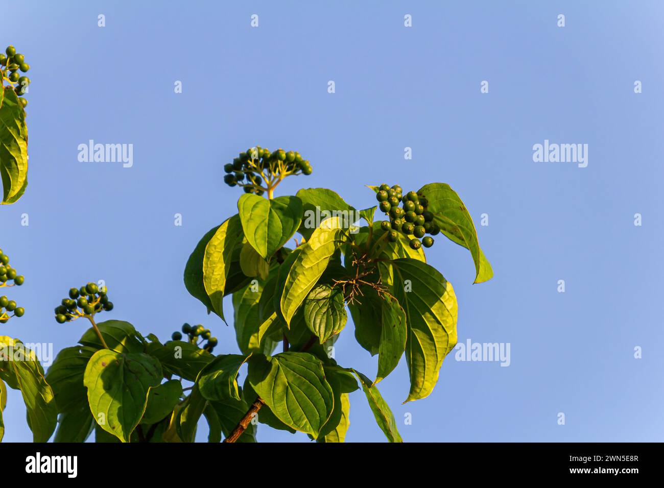 Dogwood berries - Cornus sanguinea Calcareous scrub bush Stock Photo ...