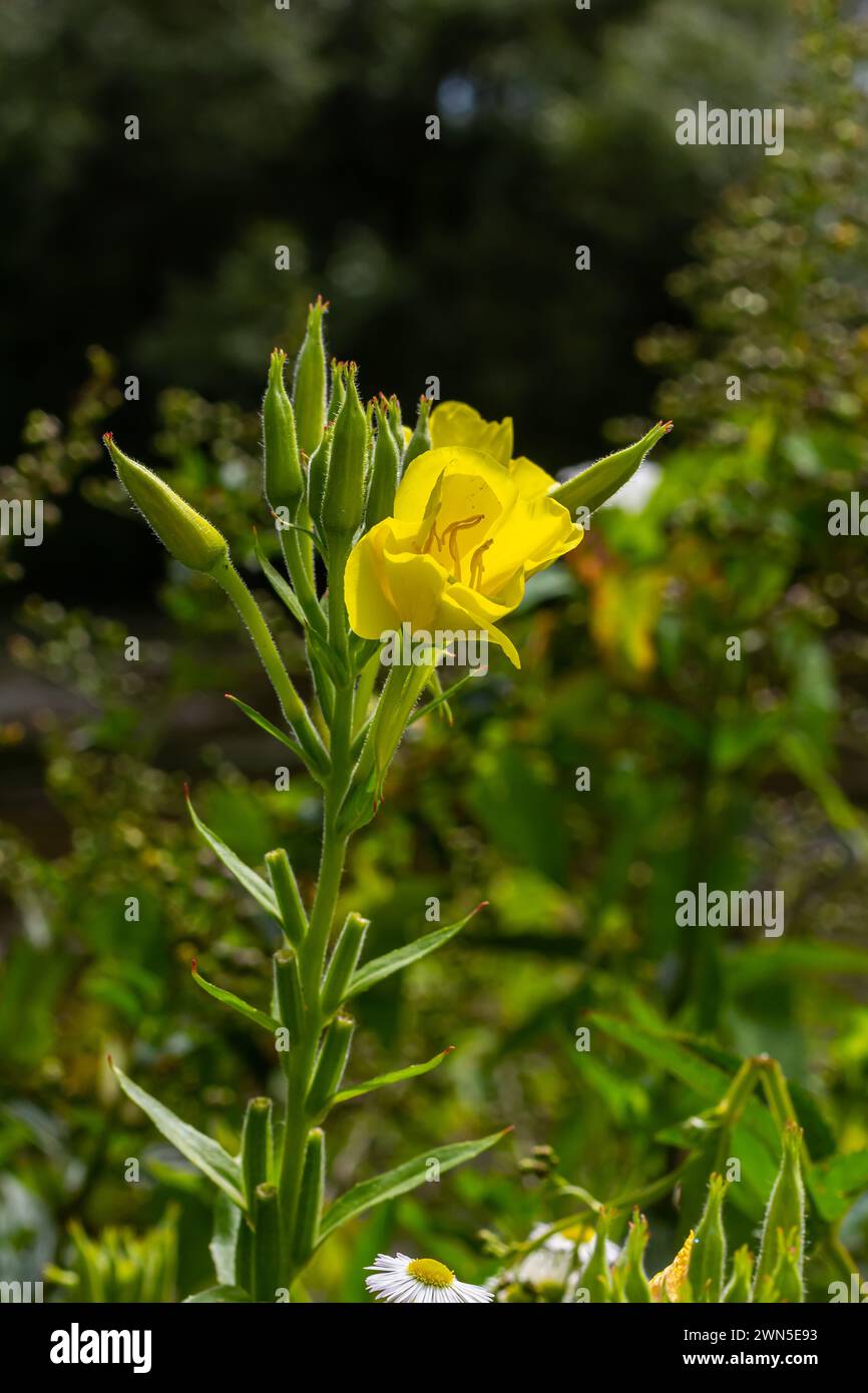 Yellow evening primrose Oenothera biennis, medicine plant for cosmetics ...
