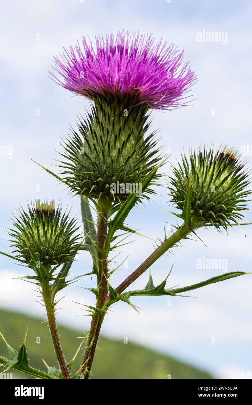 Vertical closeup on a colorful purple spear-thistle flower, Cirsium ...