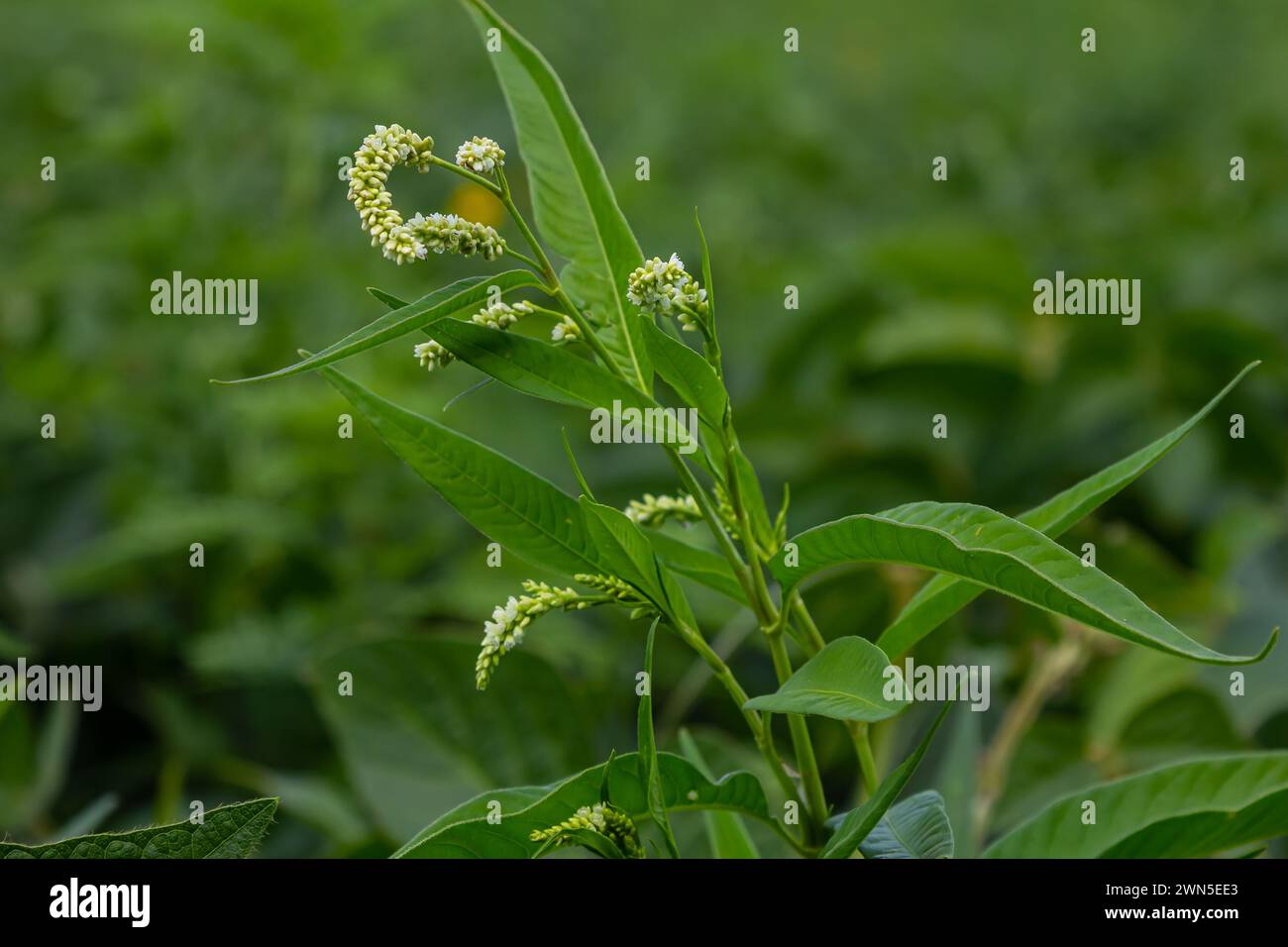 Weed Persicaria lapathifolia grows in a field among agricultural crops ...