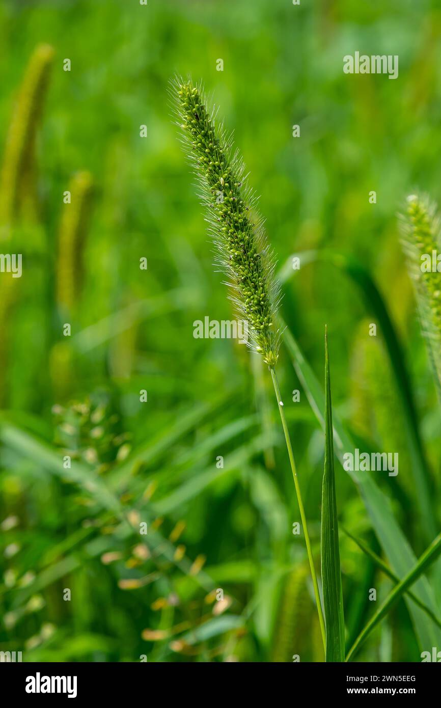 Foxtail millet (setaria italica) hi-res stock photography and images ...