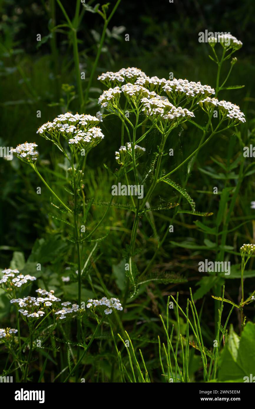 Common yarrow Achillea millefolium white flowers close up, floral ...