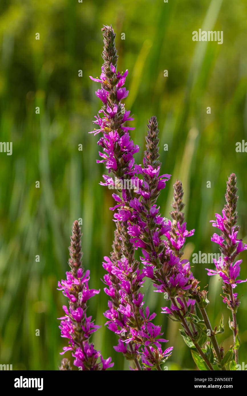 Purple loosestrife Lythrum salicaria inflorescence. Flower spike of ...