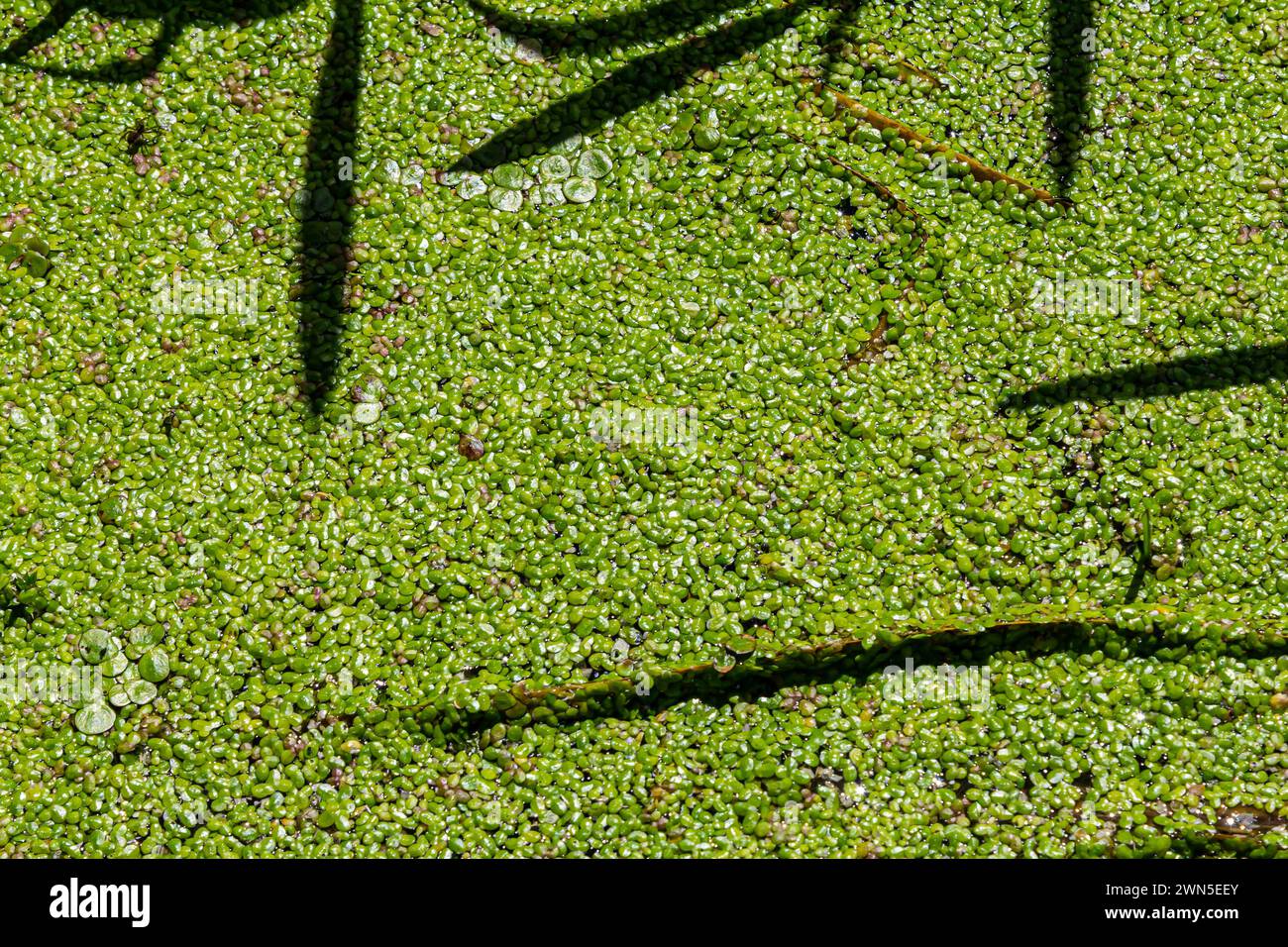 Duckweed - Cultivation of duckweed. Lemna trisulca Stock Photo - Alamy