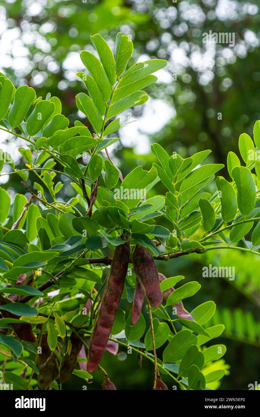 Robinia pseudoacacia, commonly known as black locust with seeds Stock ...