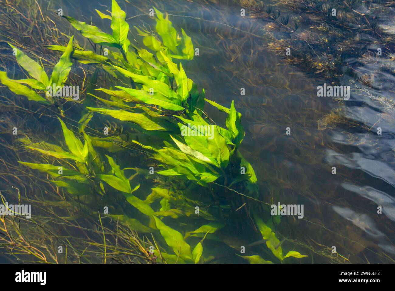 Aquatic plants. Freshwater algae background. Photographer's shadow ...