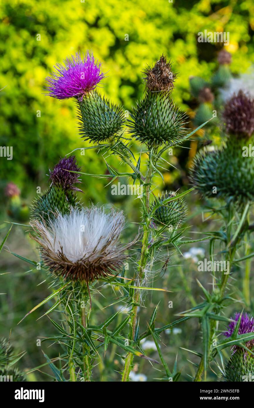 Vertical closeup on a colorful purple spear-thistle flower, Cirsium ...