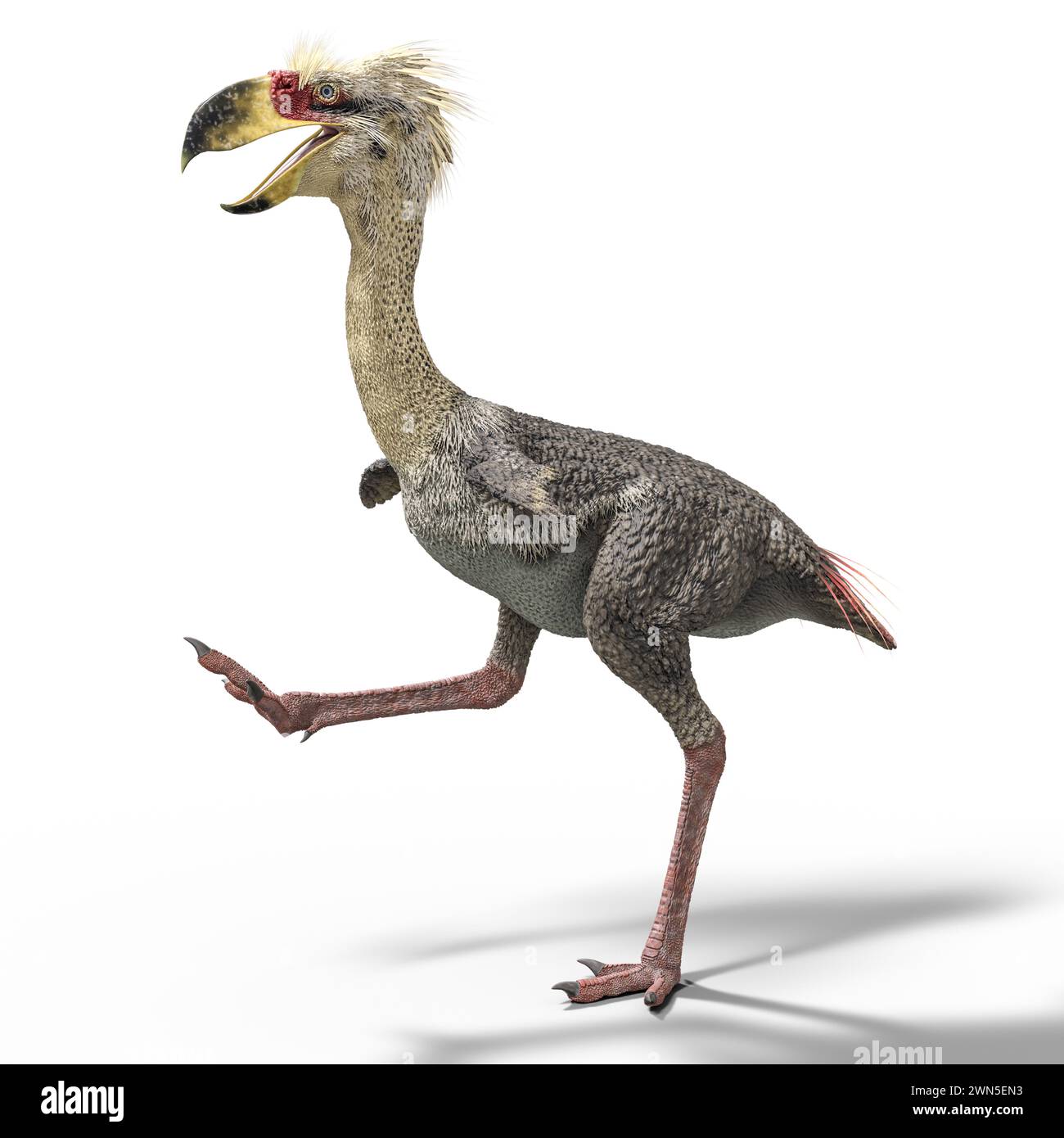 Phorusrhacos is an extinct genus of giant flightless terror birds that ...