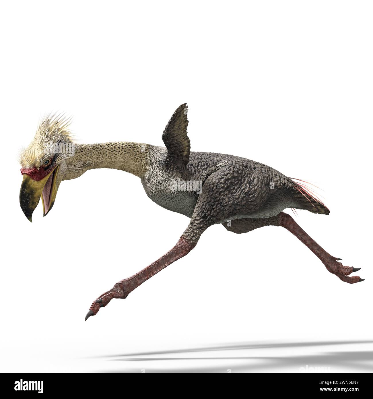 Phorusrhacos is an extinct genus of giant flightless terror birds that ...