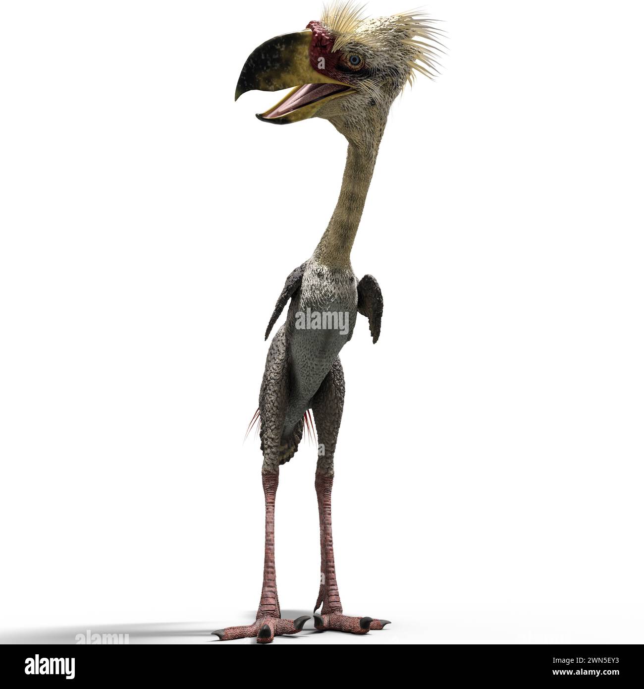 Phorusrhacos is an extinct genus of giant flightless terror birds that ...