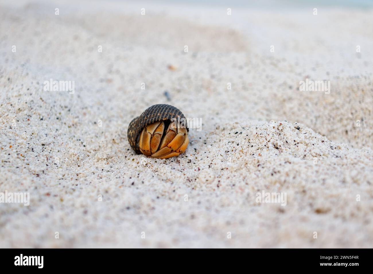 Hermit crab hiding in shell hi-res stock photography and images - Alamy