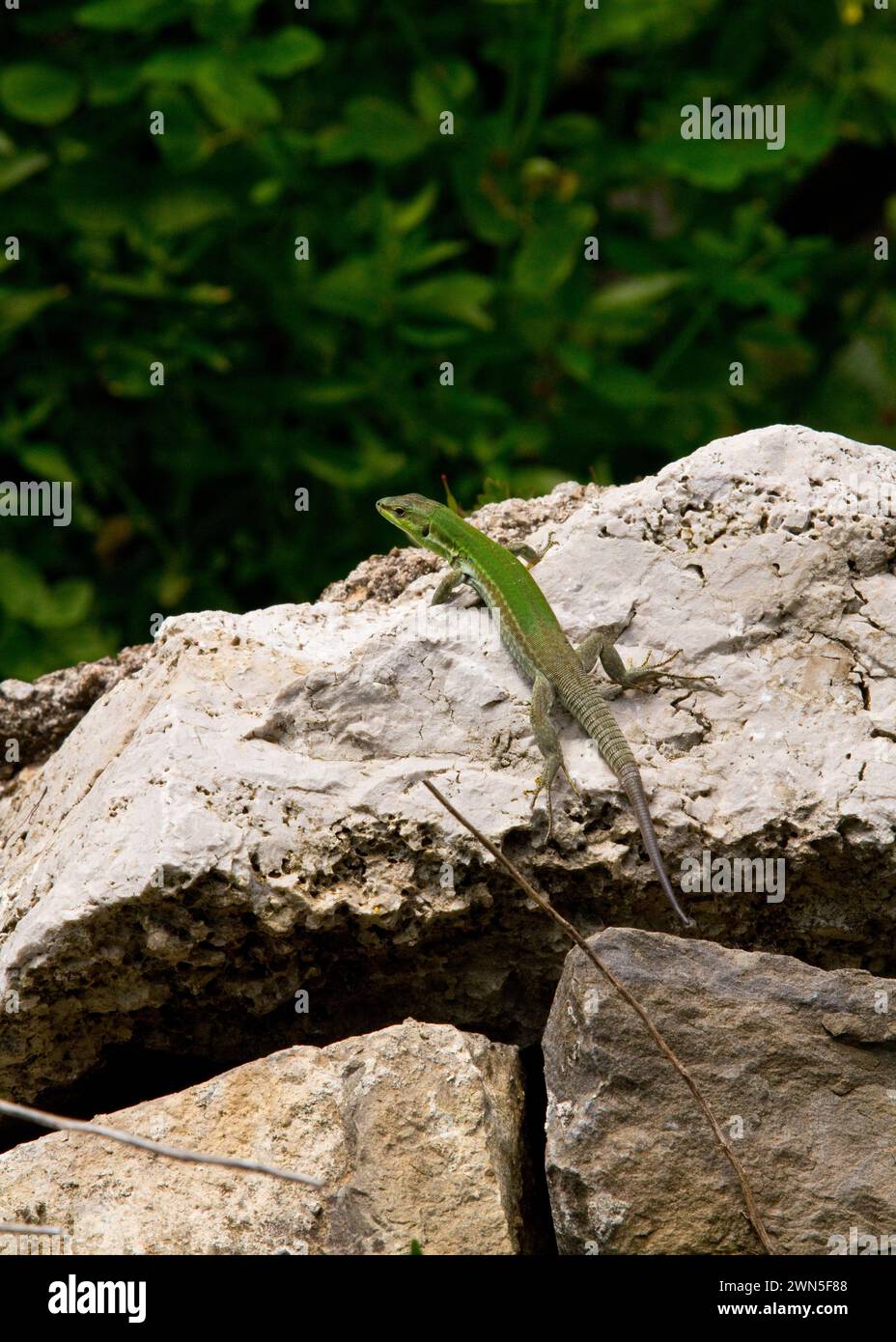 Green lizard climbing rock wall with greenery behind Stock Photo - Alamy