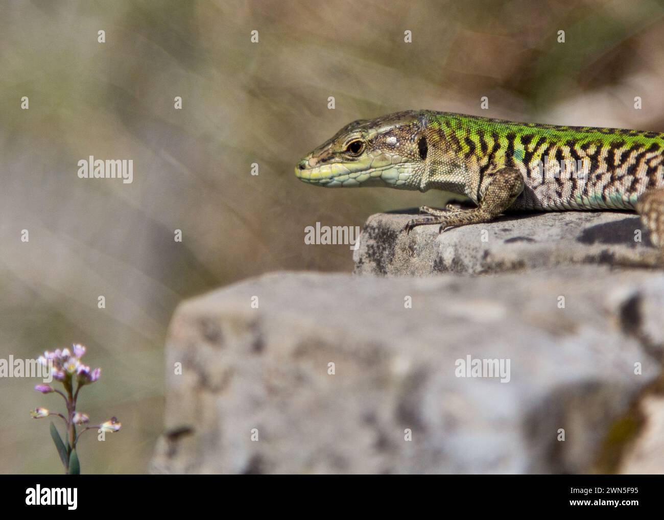 Green Lizard with black stripes peering over rock Stock Photo - Alamy