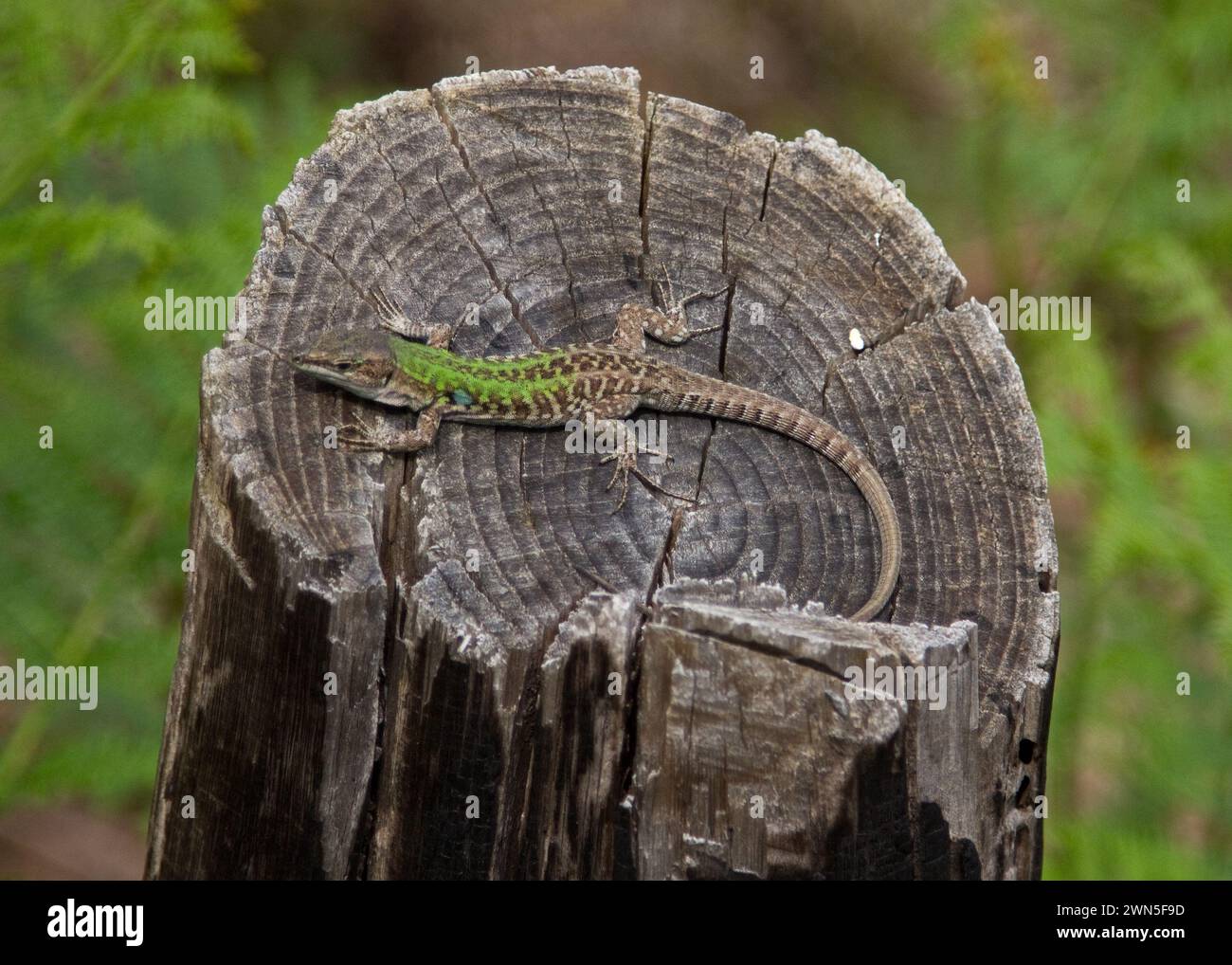 Green zig zag stripe hi-res stock photography and images - Alamy