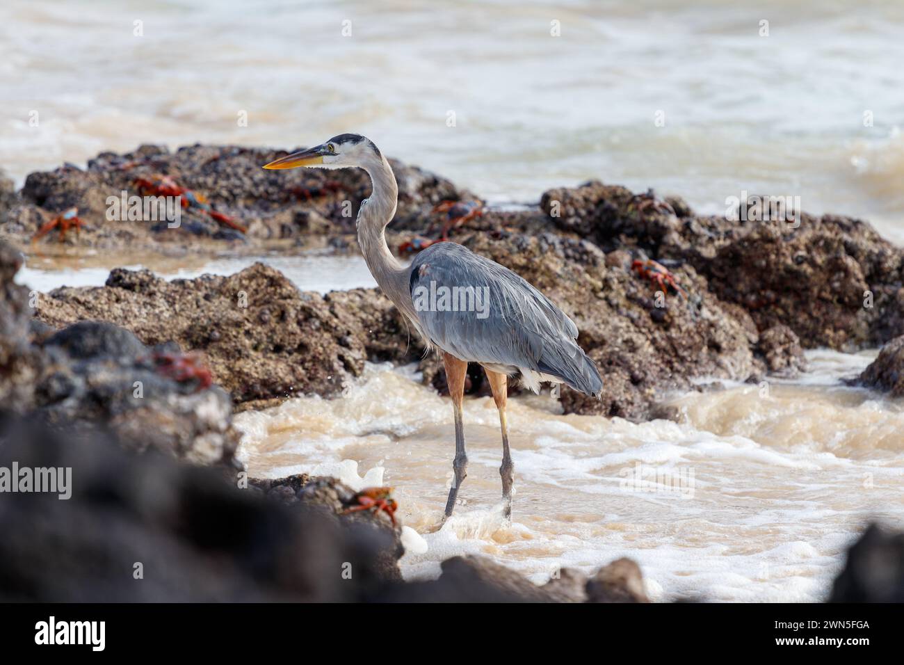 Grey Heron standing at beach fishing in galapagos ecuador Stock Photo ...