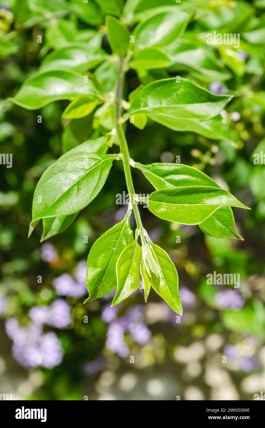 Golden dewdrops duranta erecta hi-res stock photography and images - Alamy
