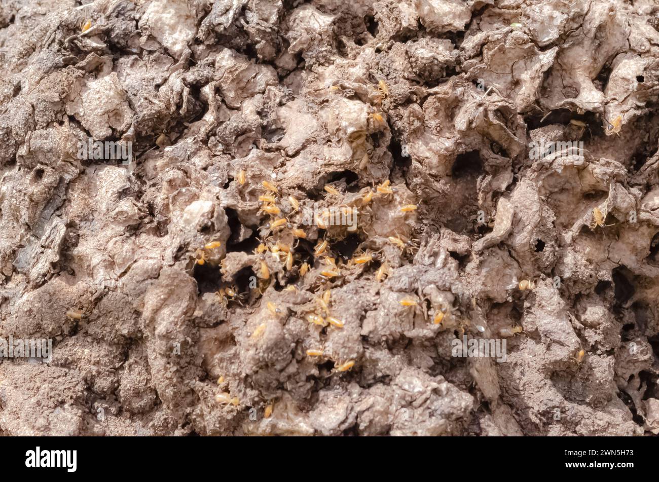 Ants crawling on twig hi-res stock photography and images - Alamy