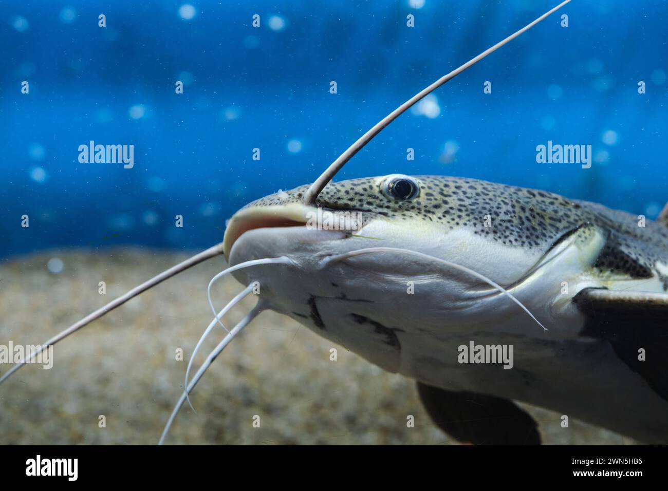 Pond flathead catfish hi-res stock photography and images - Alamy