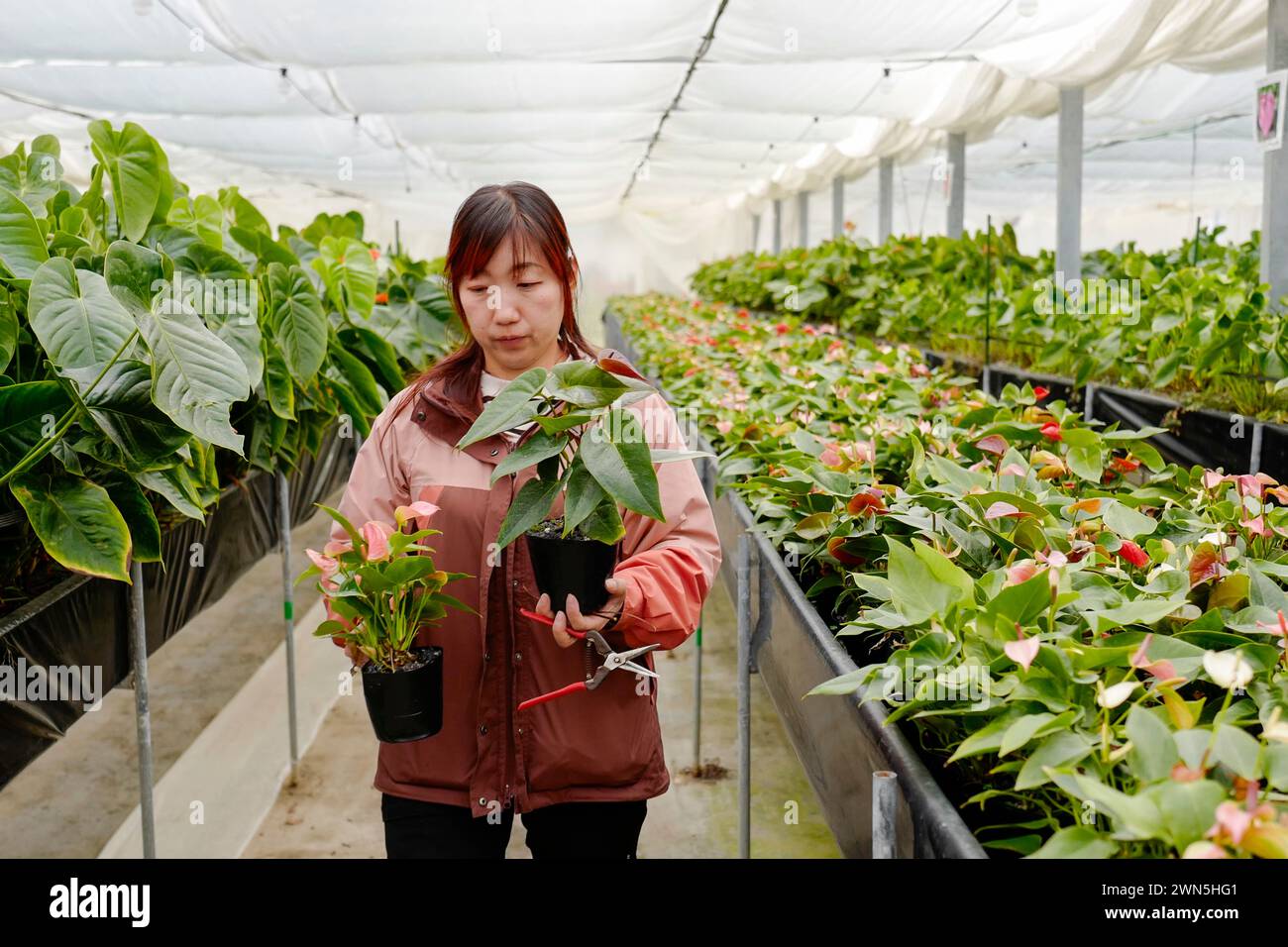 Kawamata, Fukushima, Japan. 28th Feb, 2024. A farmer holds Anthurium ...