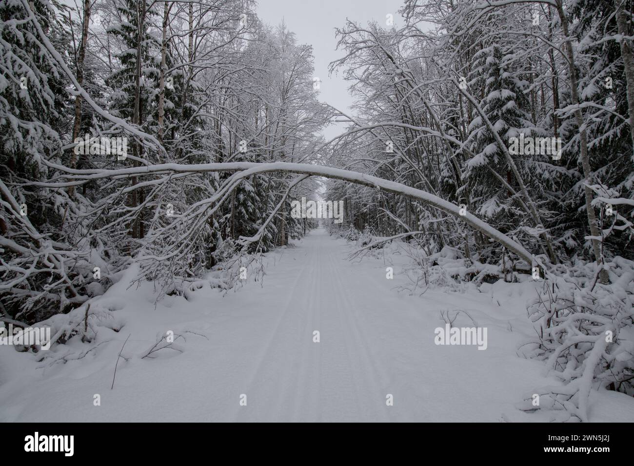 tree over ski tracks in an forest mountain and winter landscape Stock ...