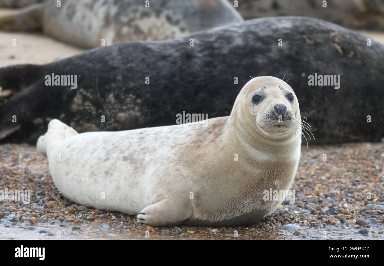 05/01/13 The huge seal colony on Blakeney Point, near Cromer Norfolk ...