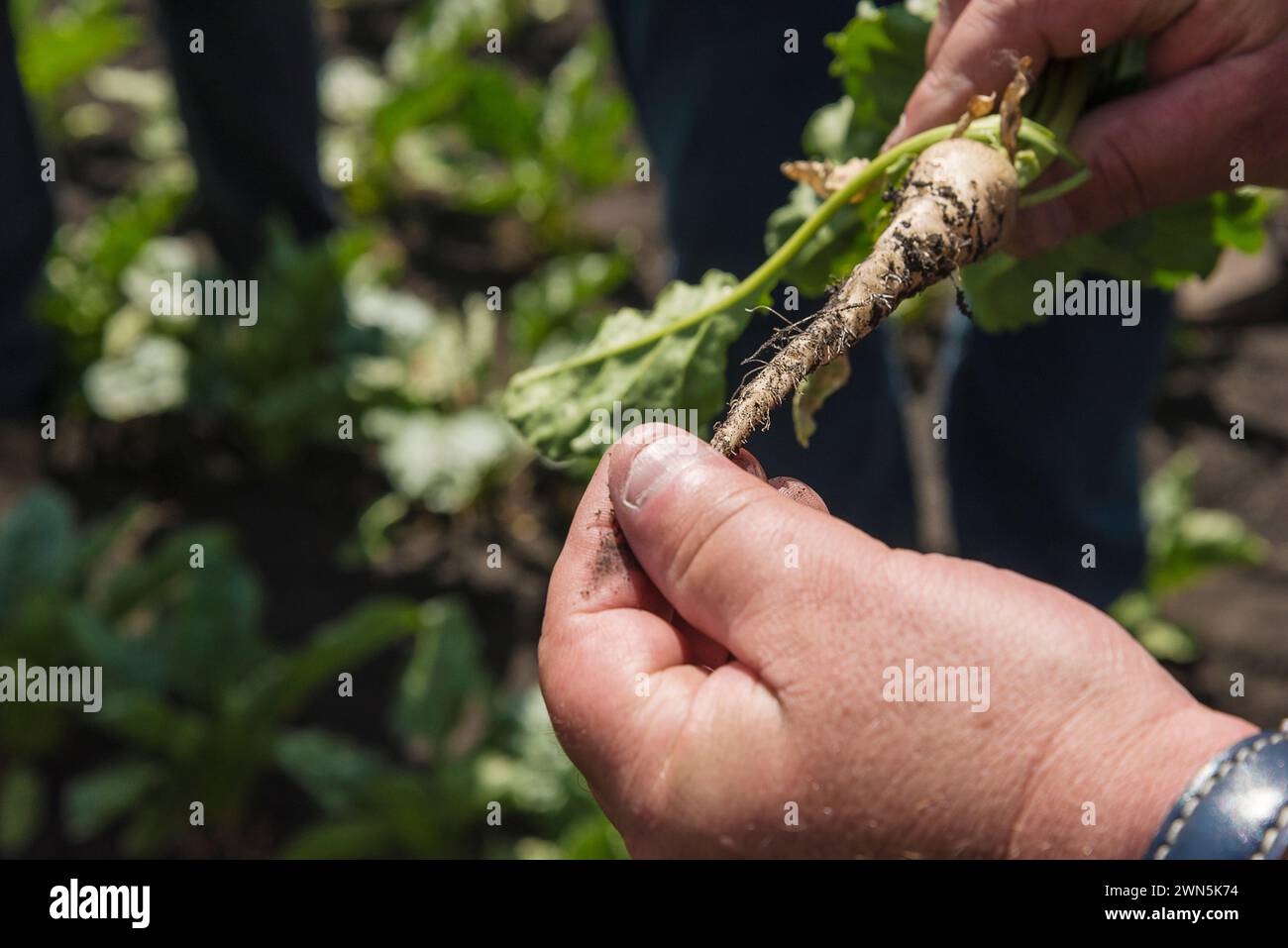 Sugar beet in hand hi-res stock photography and images - Alamy