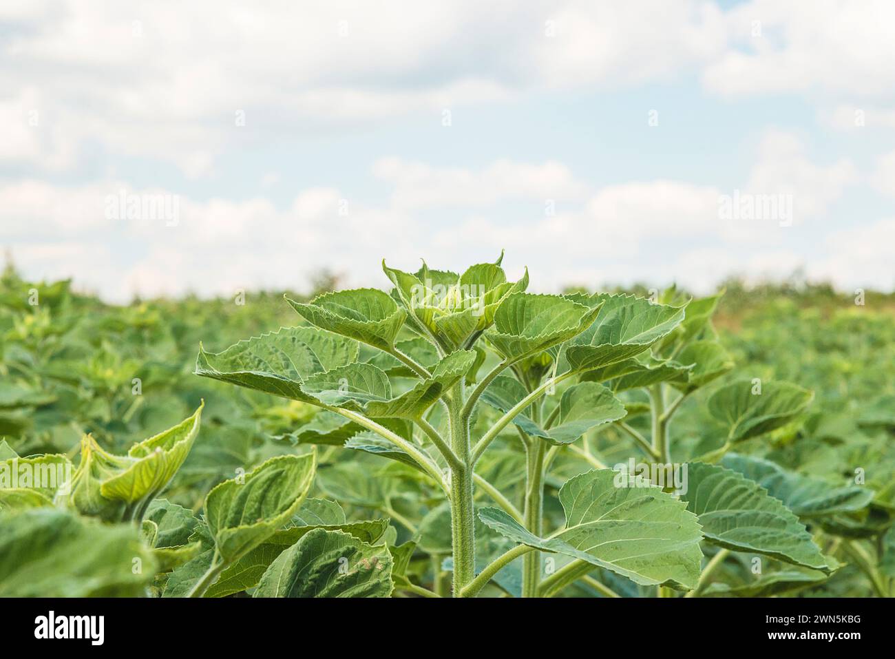 Black soil sunflower hi-res stock photography and images - Alamy