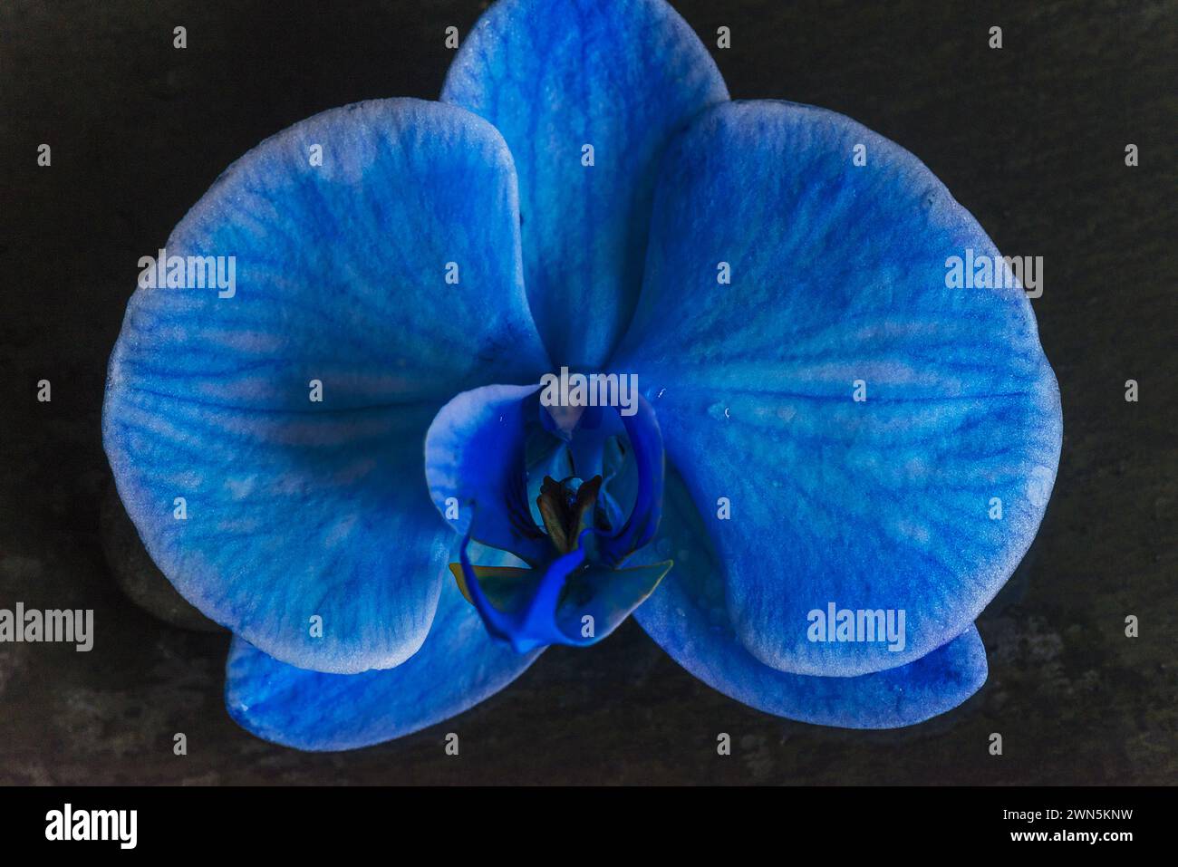 Blue orchid flower hi-res stock photography and images - Alamy