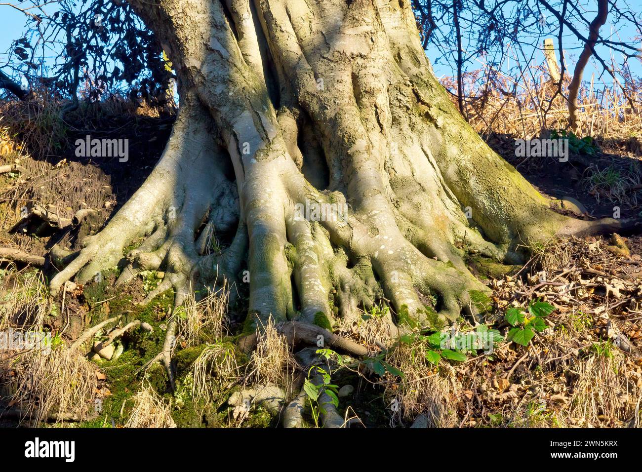 Beech (fagus sylvatica), close up of the base of a large mature tree ...