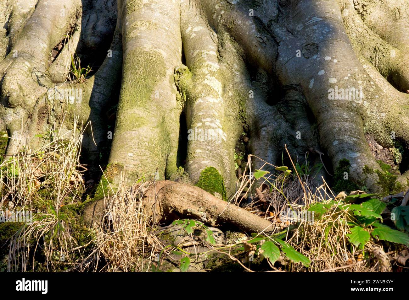 Beech (fagus sylvatica), close up of the base of a large mature tree ...