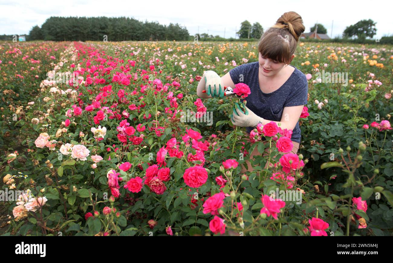 28/08/12 Rose Breeding Assistant, Rhian Kearney, 22, checks this year's ...