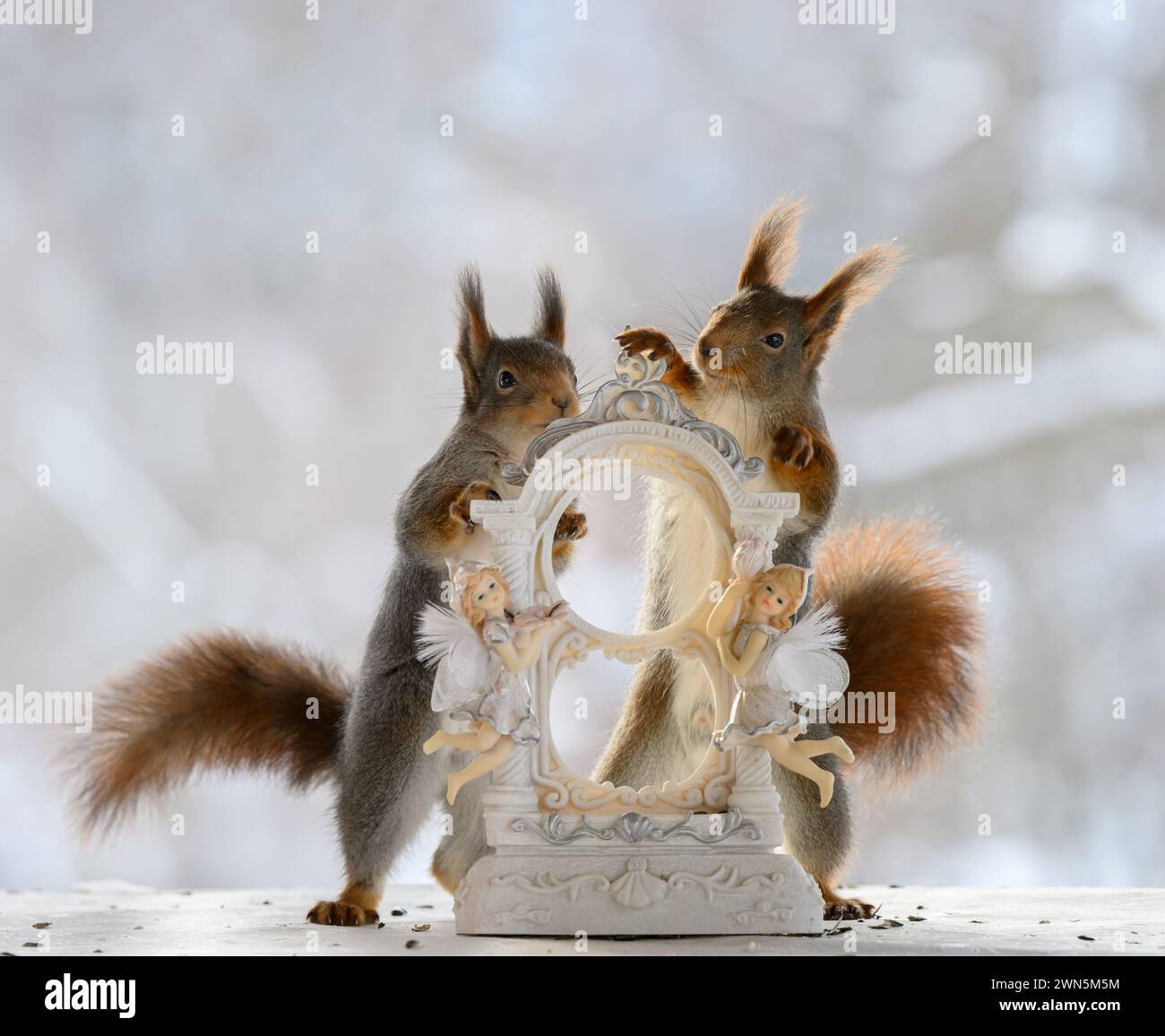 red squirrel stand behind a window frame with angels Stock Photo - Alamy