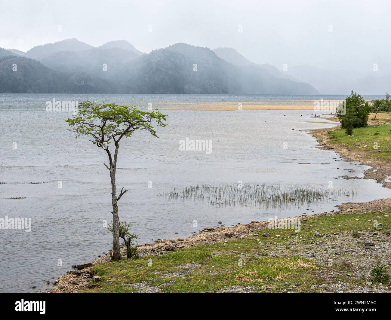 Lago cisnes hi-res stock photography and images - Alamy