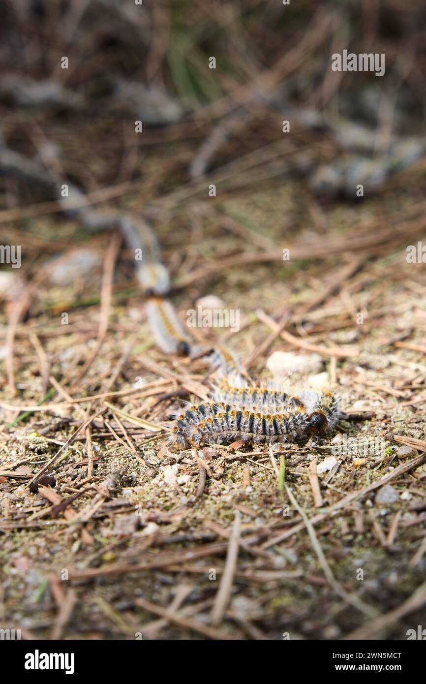 Processionary caterpillar moving in file Stock Photo - Alamy