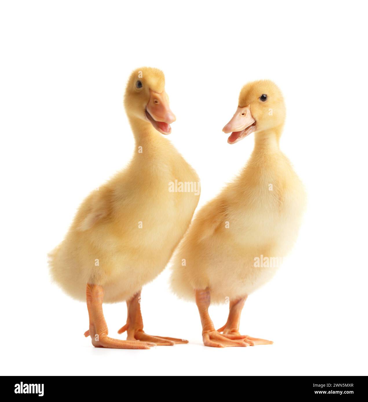 Two cute funny ducklings stand side by side on a white background ...
