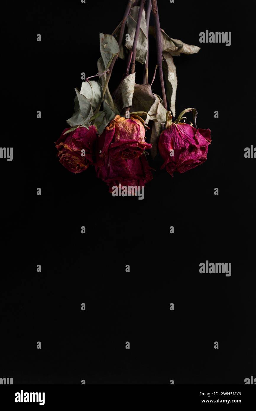 Dry pink roses on a black background, copy space. Bouquet of dead roses ...