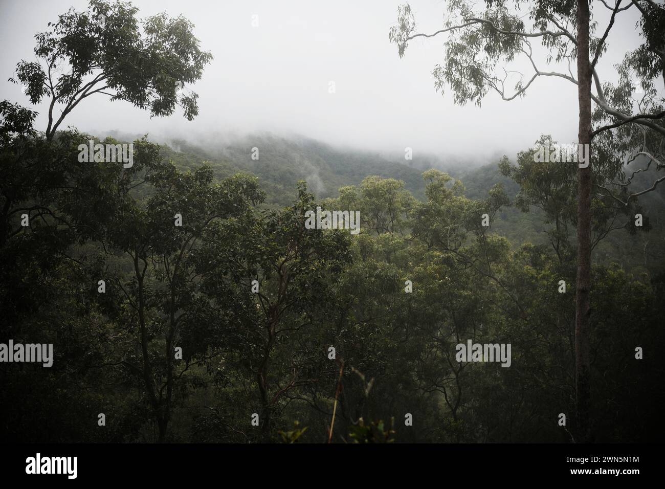 A misty rainforest on the Herberton Range in Far North Queensland Stock ...
