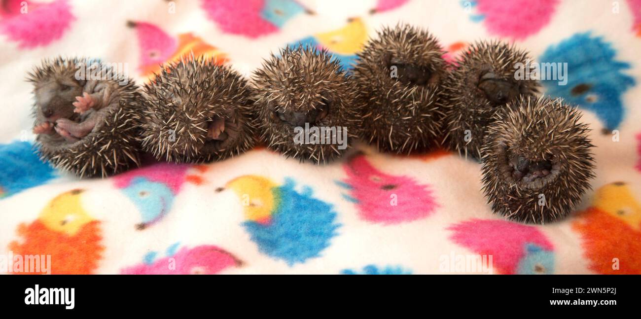 08/07/16 ***WITH PICS*** By Carolyn Bointon Six very cute baby hedgehogs, each one weighing less ...