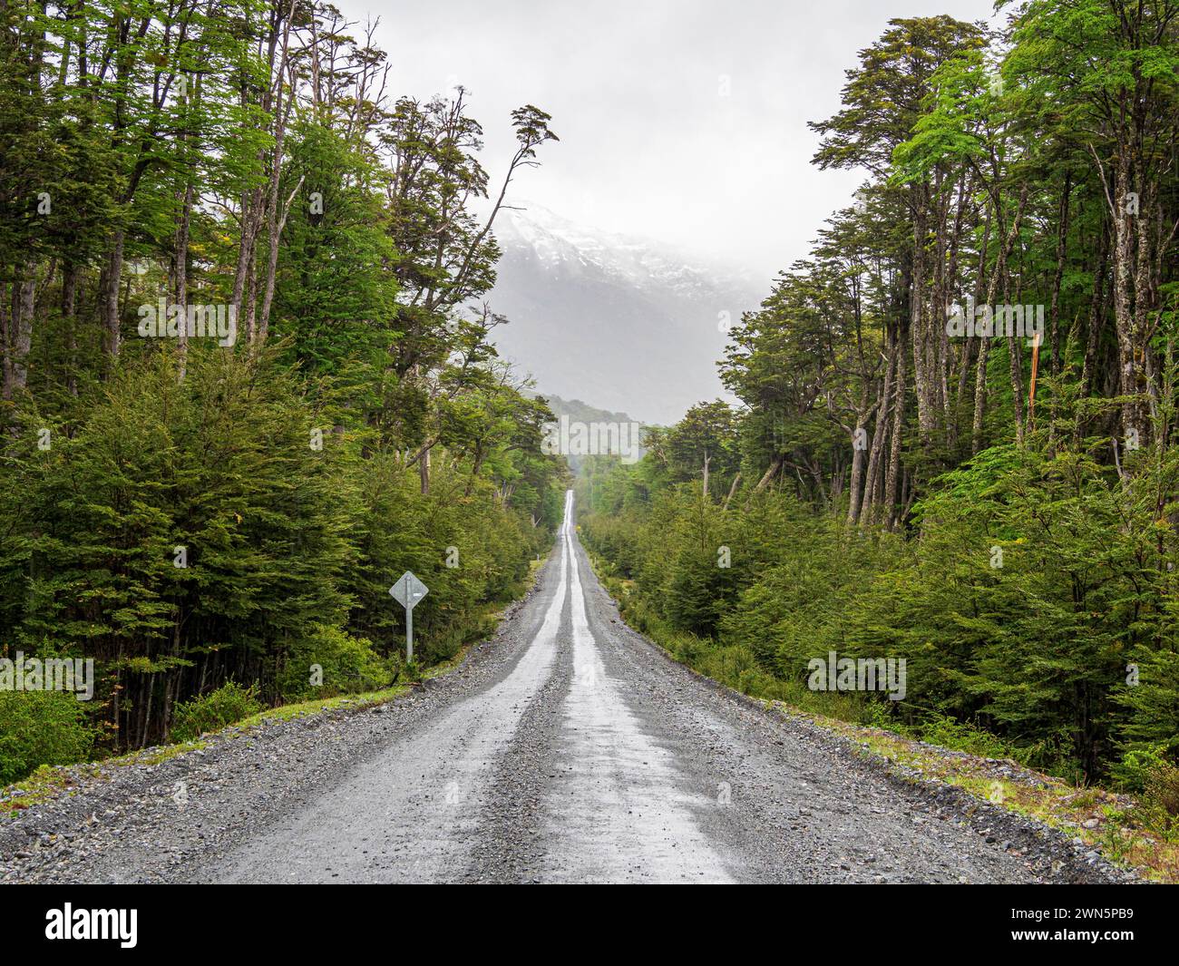 Road Carretera Austral passing cold rain forest near Villa o' Higgins ...
